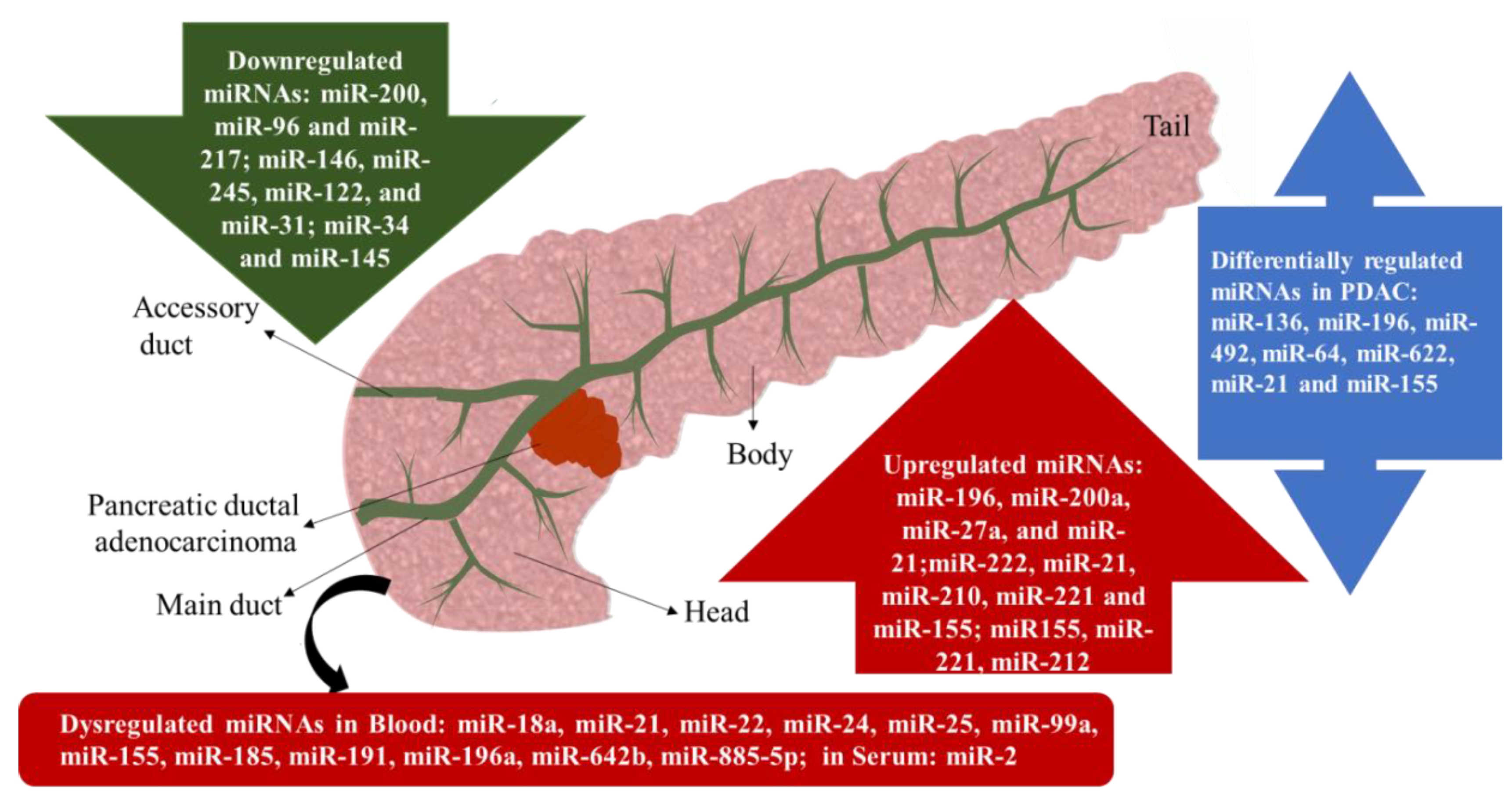 Genes | Free Full-Text | MicroRNA in Pancreatic Cancer: From Biology to Therapeutic Potential