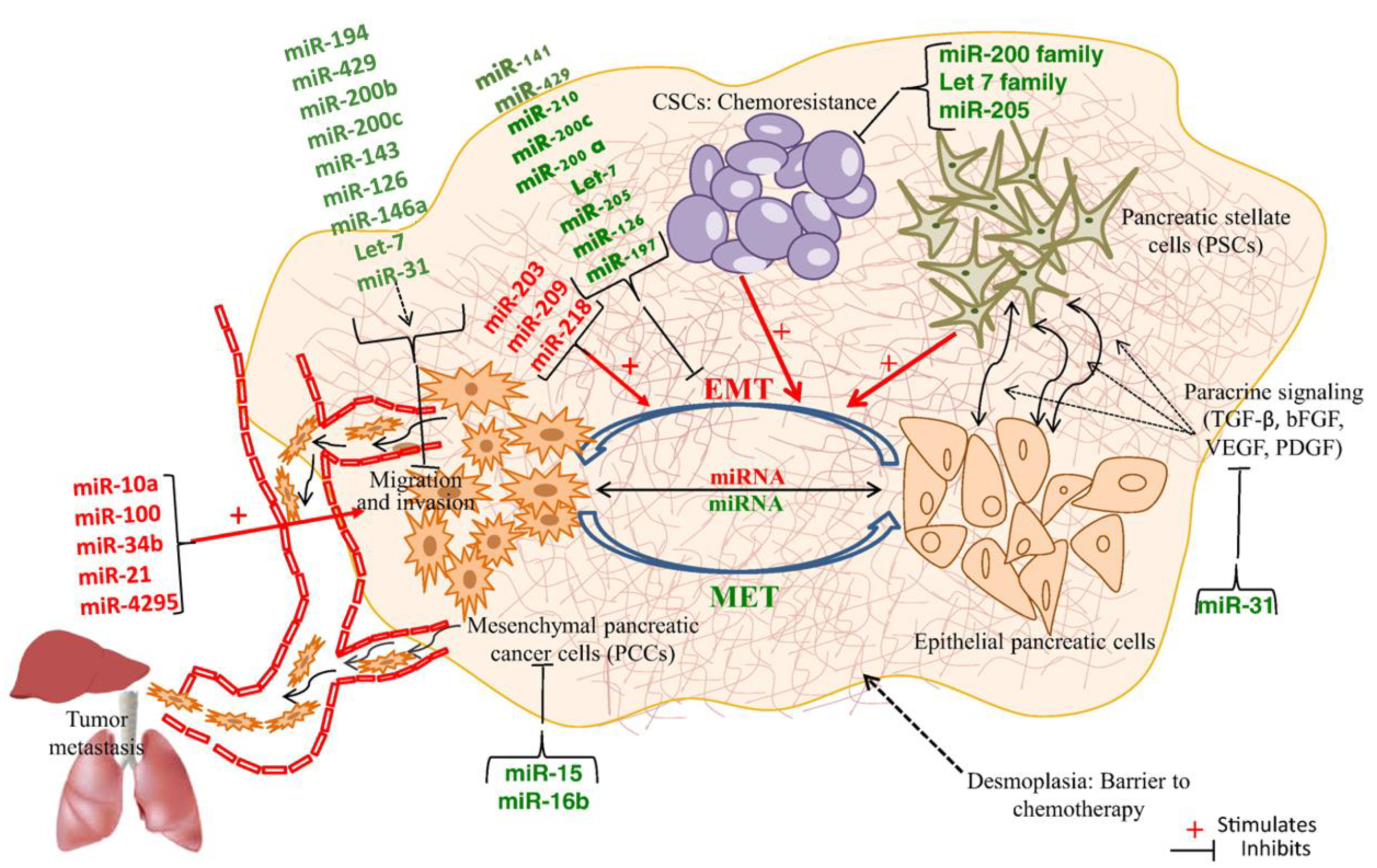 Genes | Free Full-Text | MicroRNA in Pancreatic Cancer: From Biology to Therapeutic Potential