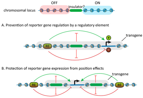 The Role of Insulation in Patterning Gene Expression