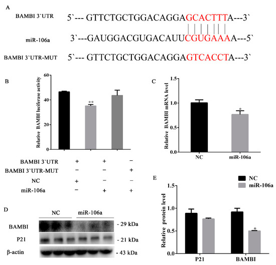 Genes Free Full Text Upregulated Microrna 106a Promotes Porcine
