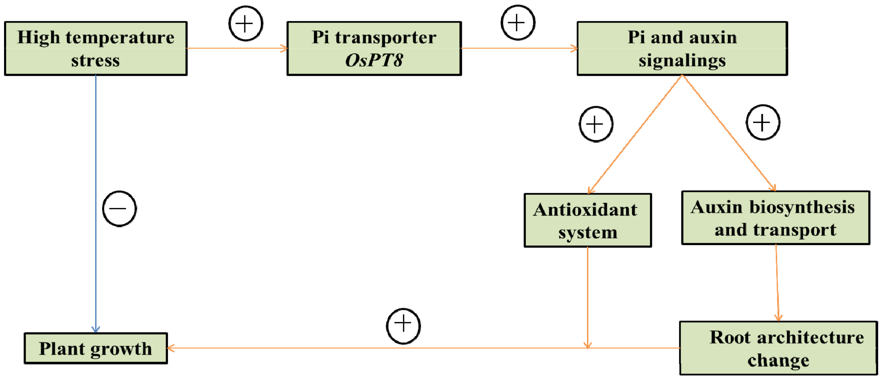 Overexpression of OsPT8 Increases Auxin Content and Enhances Tolerance ...