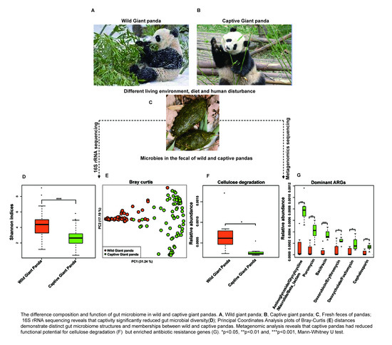 Genes | Free Full-Text | Comparative Study of Gut Microbiota in Wild ...