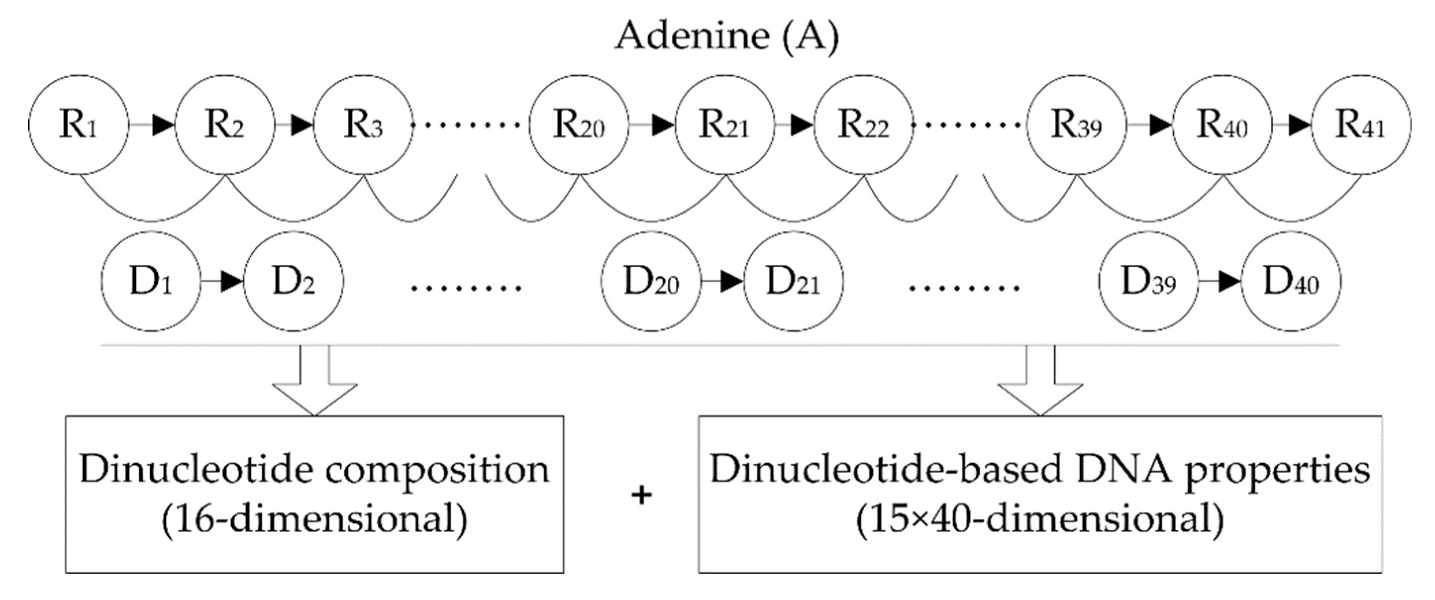 i6mA-DNCP: Computational Identification of DNA N6-Methyladenine Sites ...