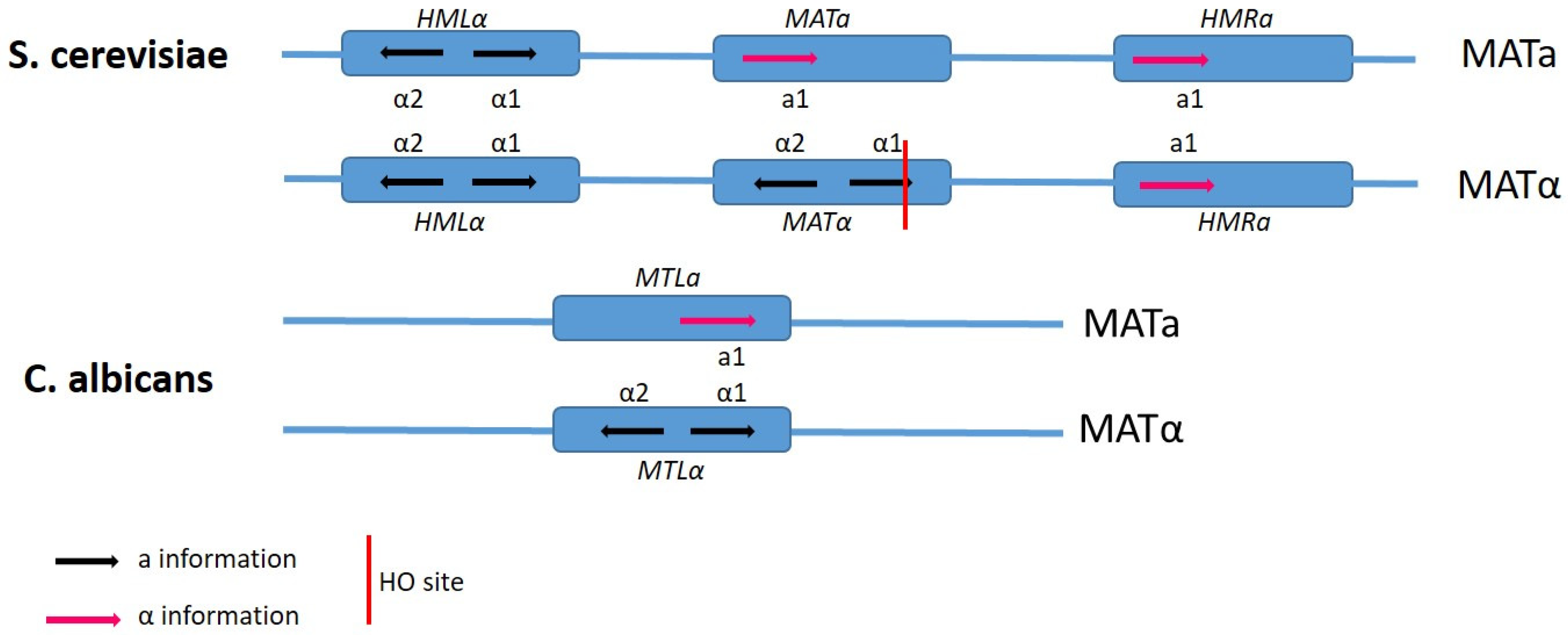 The Mechanisms of Mating in Pathogenic Fungi—A Plastic Trait