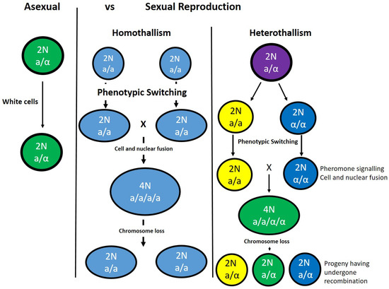 The Mechanisms of Mating in Pathogenic Fungi—A Plastic Trait