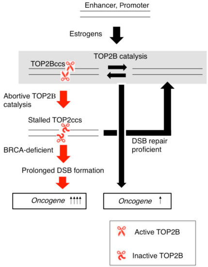 Type II DNA Topoisomerases Cause Spontaneous Double-Strand Breaks in ...