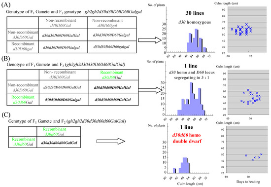 Genes | Free Full-Text | Semidwarf Gene d60 Affected by Ubiquitous ...