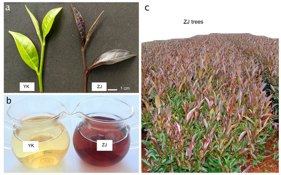 Genomic Variance and Transcriptional Comparisons Reveal the Mechanisms ...