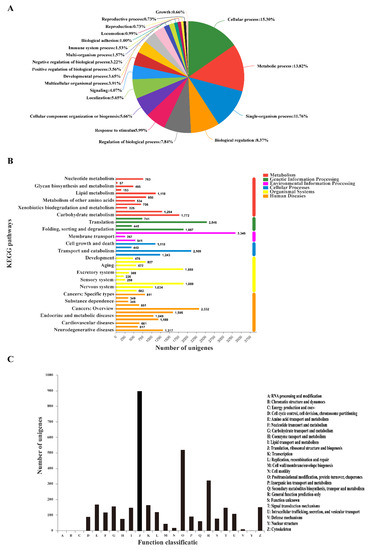 Genes | Free Full-Text | Transcriptome Analysis and Identification of ...