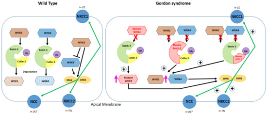 The Molecular Genetics of Gordon Syndrome