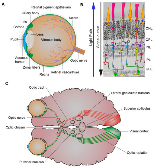 Genes | Special Issue : Molecular Therapies for Inherited Retinal Diseases
