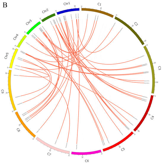 Genes | Special Issue : A Tale of Genes and Genomes