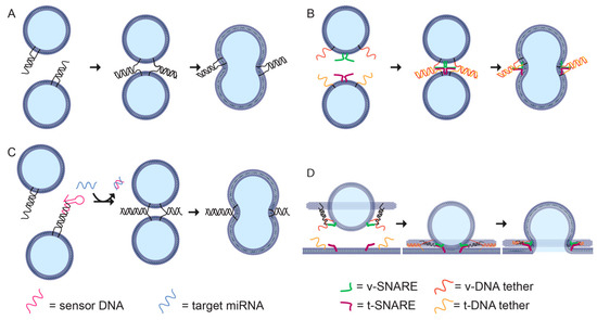 The Fusion of Lipid and DNA Nanotechnology