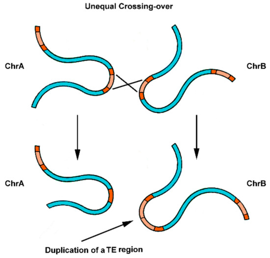 Conversion of DNA Sequences: From a Transposable Element to a Tandem ...