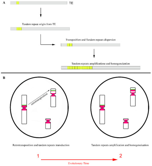 Conversion of DNA Sequences: From a Transposable Element to a Tandem ...