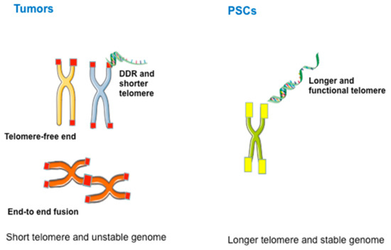 Alternative Lengthening of Telomeres (ALT) in Tumors and Pluripotent Stem Cells