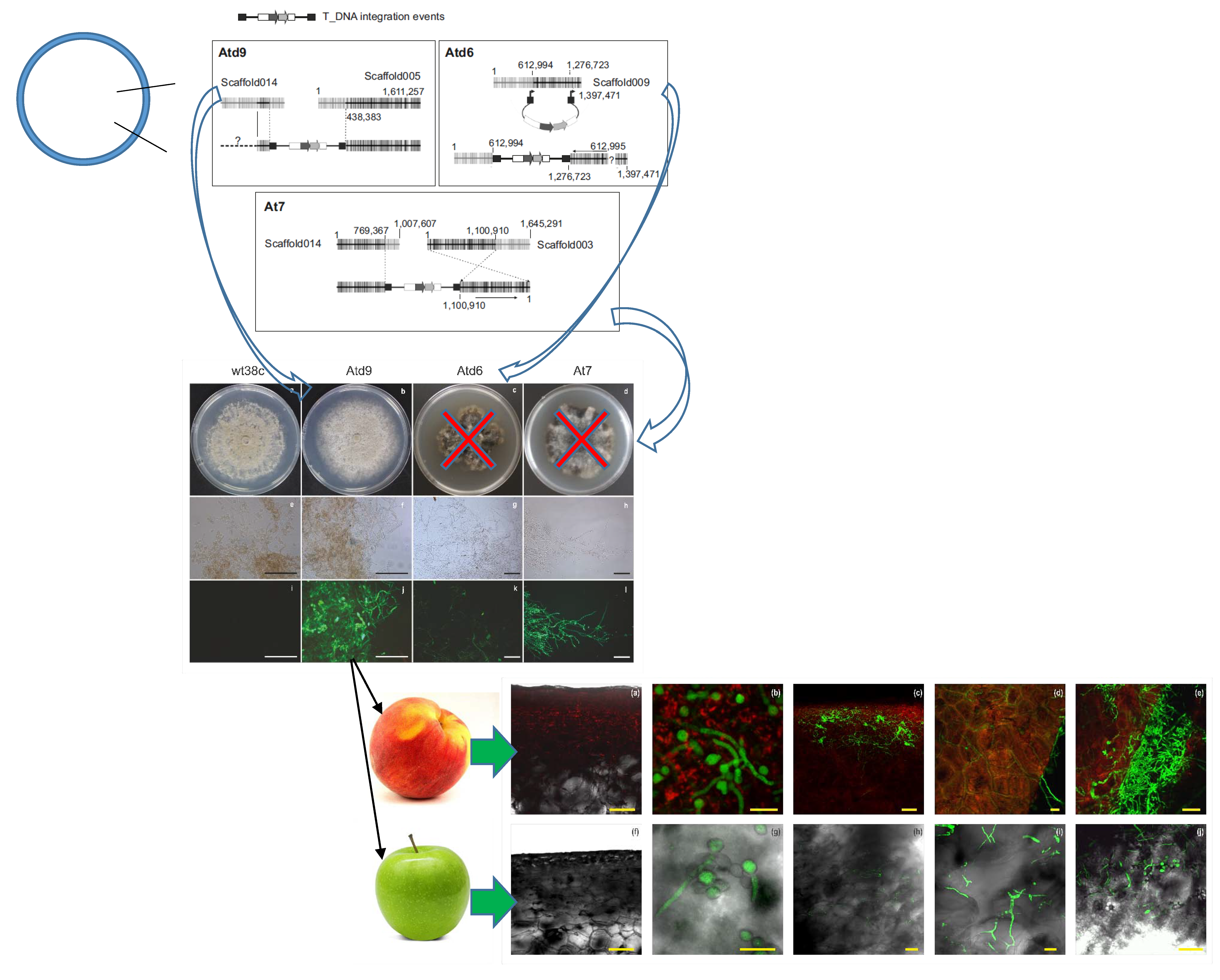 Genes | Free Full-Text | Labeling of Monilinia fructicola with GFP and ...
