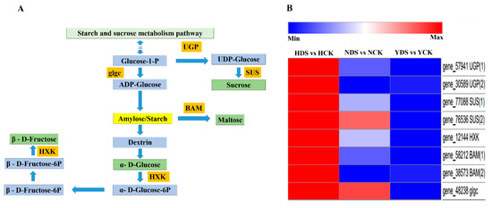 Transcriptome Profiling, Biochemical and Physiological Analyses Provide ...