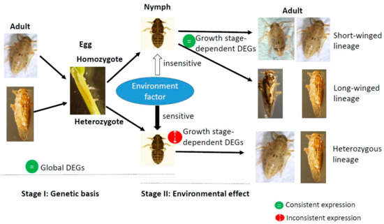 Genes | Free Full-Text | Transcriptomic Analysis Suggests Genes ...