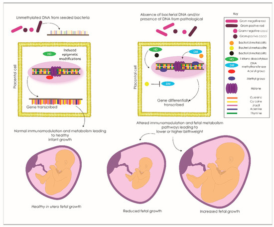 Genes | Free Full-Text | Modulation of Placental Gene Expression in ...