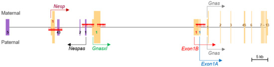 Genes | Free Full-Text | Identification of a Novel Imprinted Transcript ...