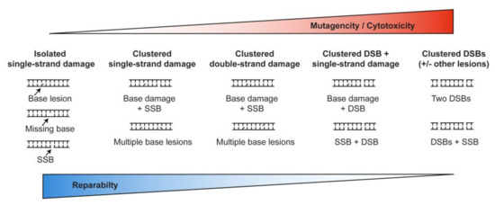 Clustered DNA Double-Strand Breaks: Biological Effects and Relevance to Cancer Radiotherapy