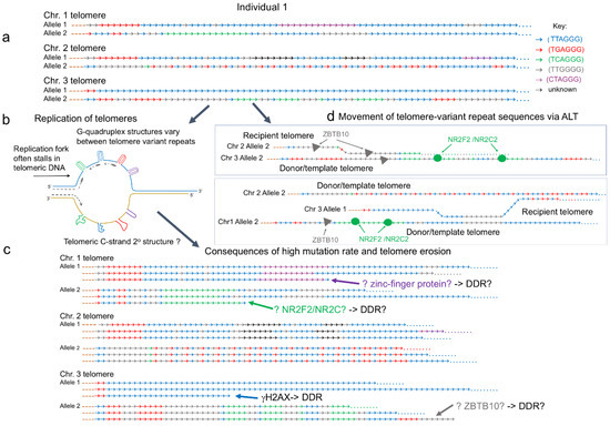 ALT: A Multi-Faceted Phenomenon