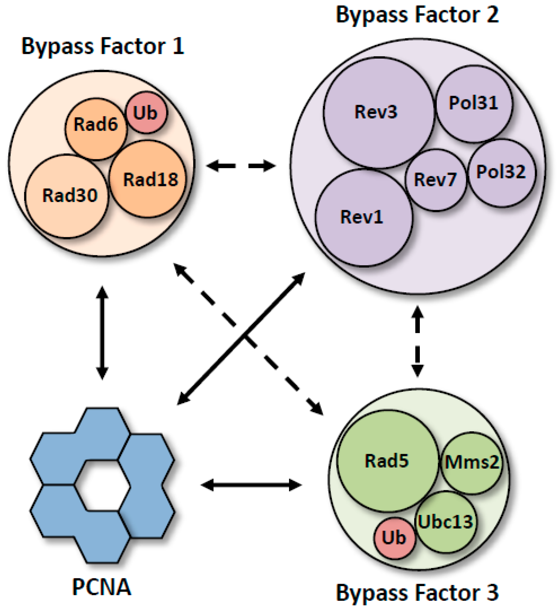 Concept Of Bypass Protein
