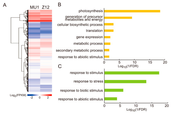 Examination of Genomic and Transcriptomic Alterations in a ...