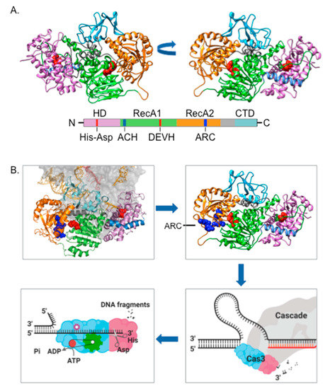 Cas3 Protein—A Review of a Multi-Tasking Machine