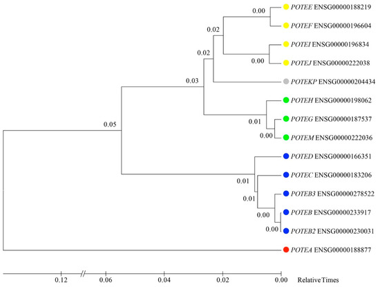 Evolutionary Dynamics of the POTE Gene Family in Human and Nonhuman ...