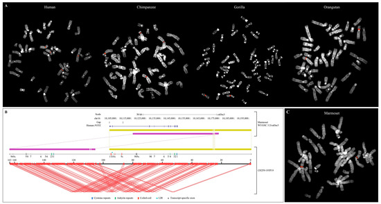 Evolutionary Dynamics of the POTE Gene Family in Human and Nonhuman ...