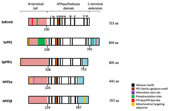 Yeast Genome Maintenance by the Multifunctional PIF1 DNA Helicase Family