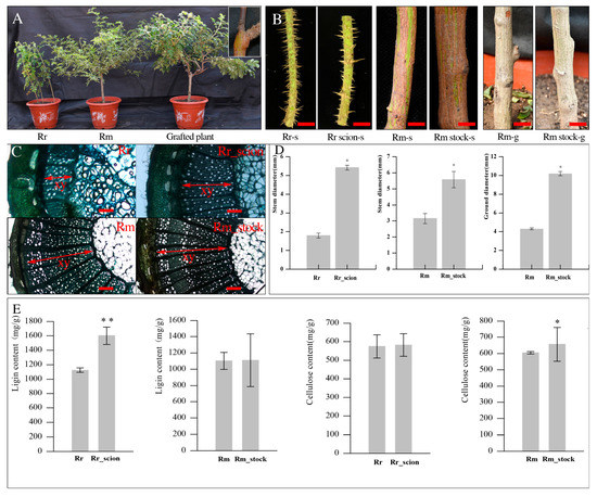 Comparative Transcriptome Analysis Reveals Stem Secondary Growth of ...