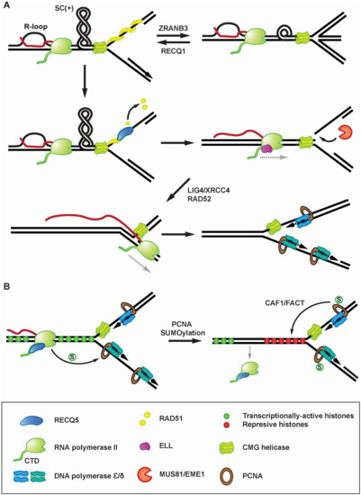 Genes | Special Issue : DNA Helicases: Mechanisms, Biological Pathways ...