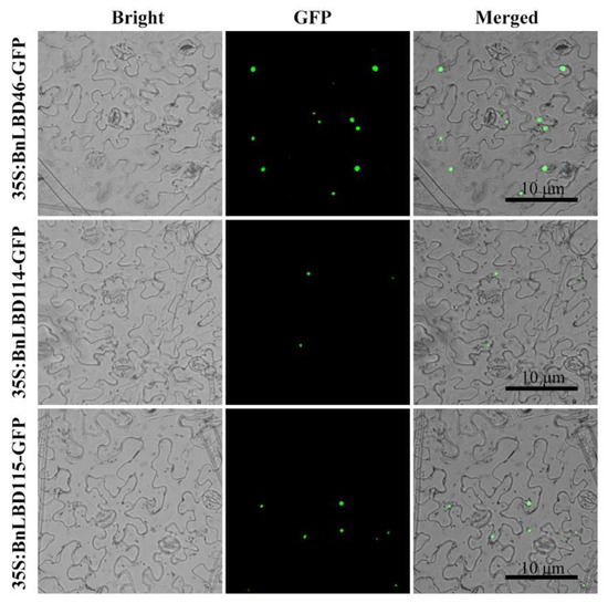 Genome-Wide Analysis of the Lateral Organ Boundaries Domain Gene Family ...