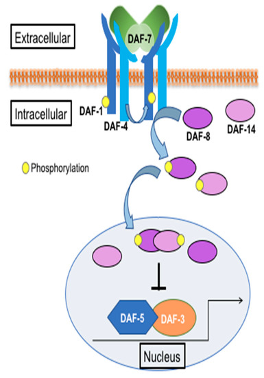 Transcriptomic Profiling of DAF-7/TGFβ Pathway Mutants in C. elegans