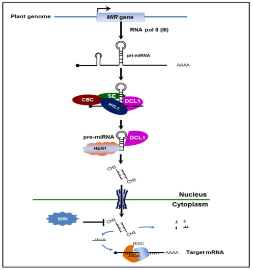The Critical Role of miRNAs in Regulation of Flowering Time and Flower ...