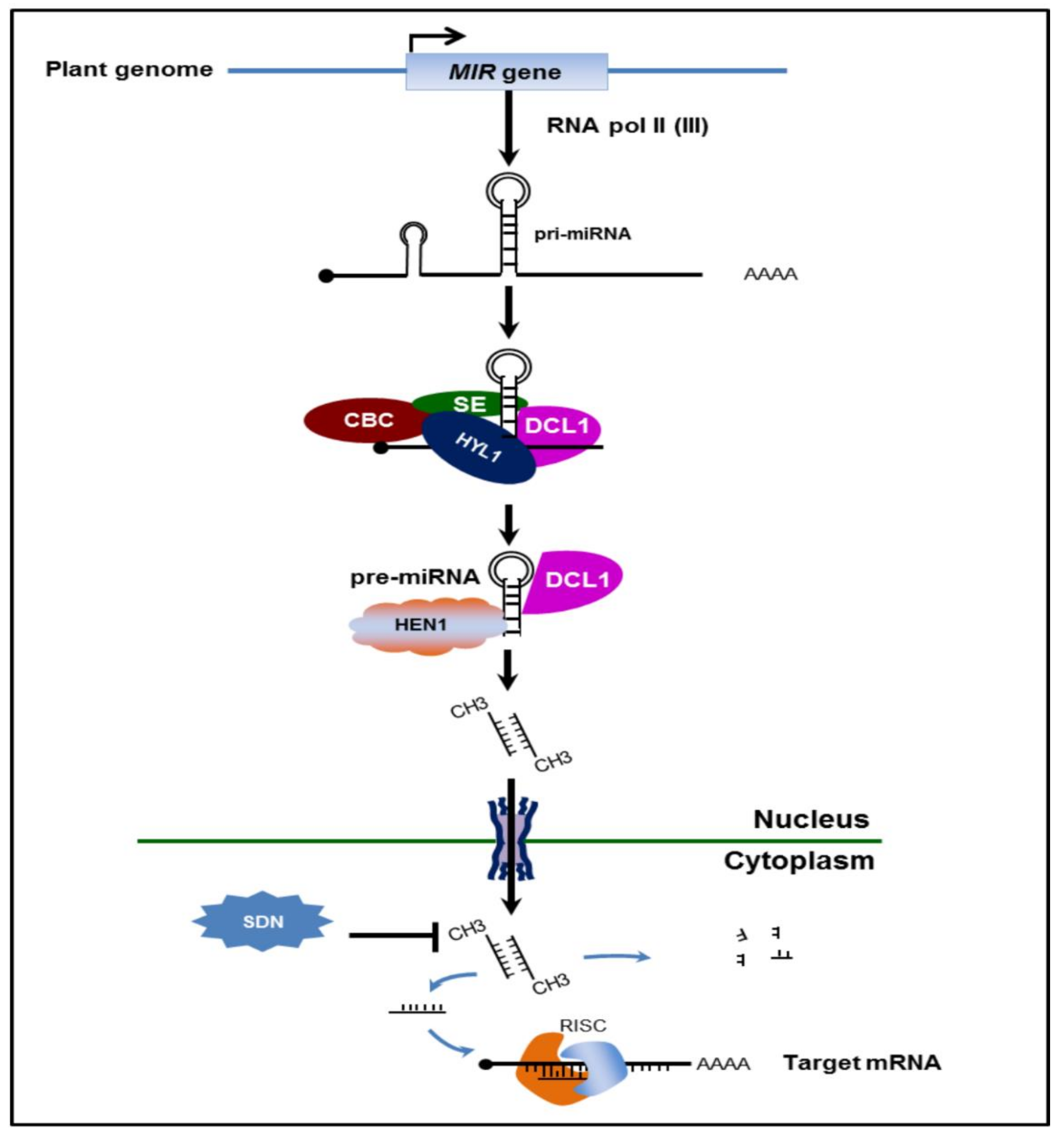 Genes Free Full Text The Critical Role Of Mirnas In Regulation Of