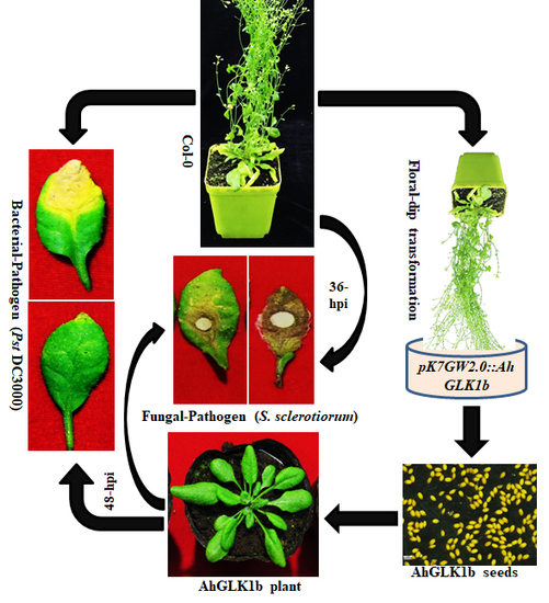 Genes | Free Full-Text | Ectopic Expression of AhGLK1b (GOLDEN2-like Transcription Factor) in ...