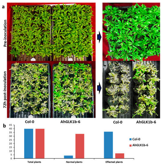Genes | Free Full-Text | Ectopic Expression of AhGLK1b (GOLDEN2-like Transcription Factor) in ...