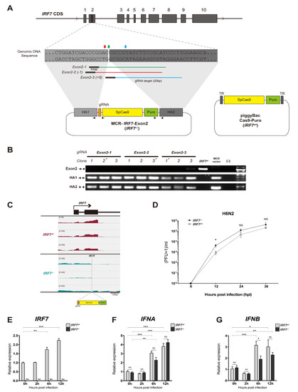 Knockout of IRF7 Highlights its Modulator Function of Host Response ...