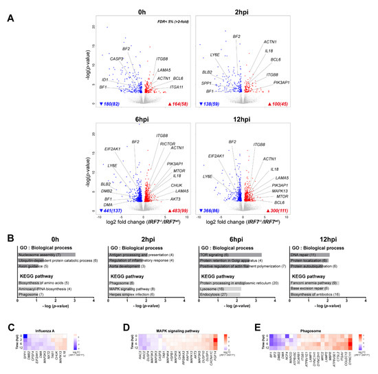 Genes | Free Full-Text | Knockout of IRF7 Highlights its Modulator ...