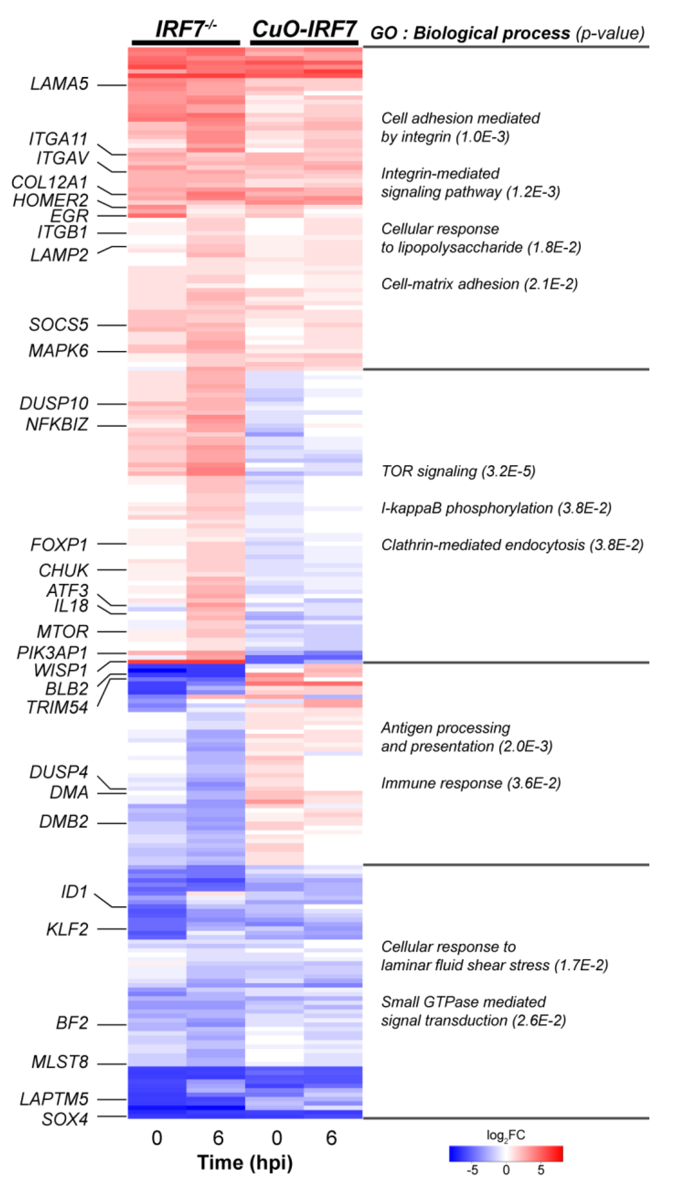 Knockout of IRF7 Highlights its Modulator Function of Host Response ...