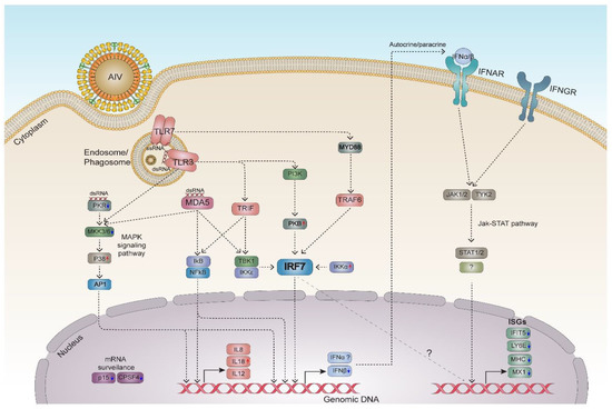 Knockout of IRF7 Highlights its Modulator Function of Host Response ...