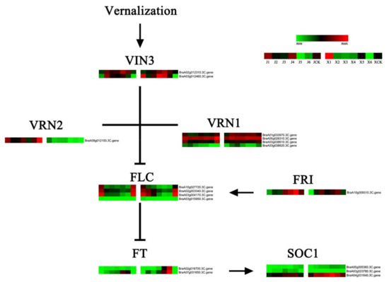 Comparative Transcriptome Analysis of Gene Expression and Regulatory ...