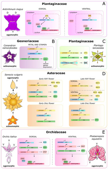 Radial or Bilateral? The Molecular Basis of Floral Symmetry