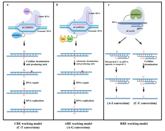 Base Editing: The Ever Expanding Clustered Regularly Interspaced Short ...