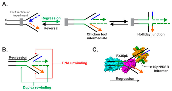 Genes | Special Issue : DNA Helicases: Mechanisms, Biological Pathways ...