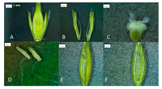 A Functional Network of Novel Barley MicroRNAs and Their Targets in ...